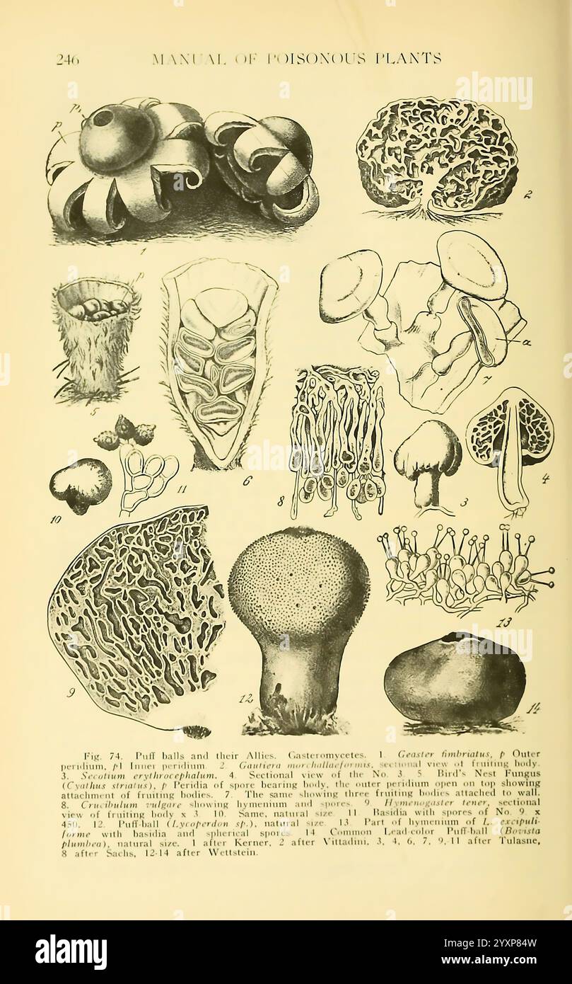 Non toxic varieties hi-res stock photography and images - Alamy