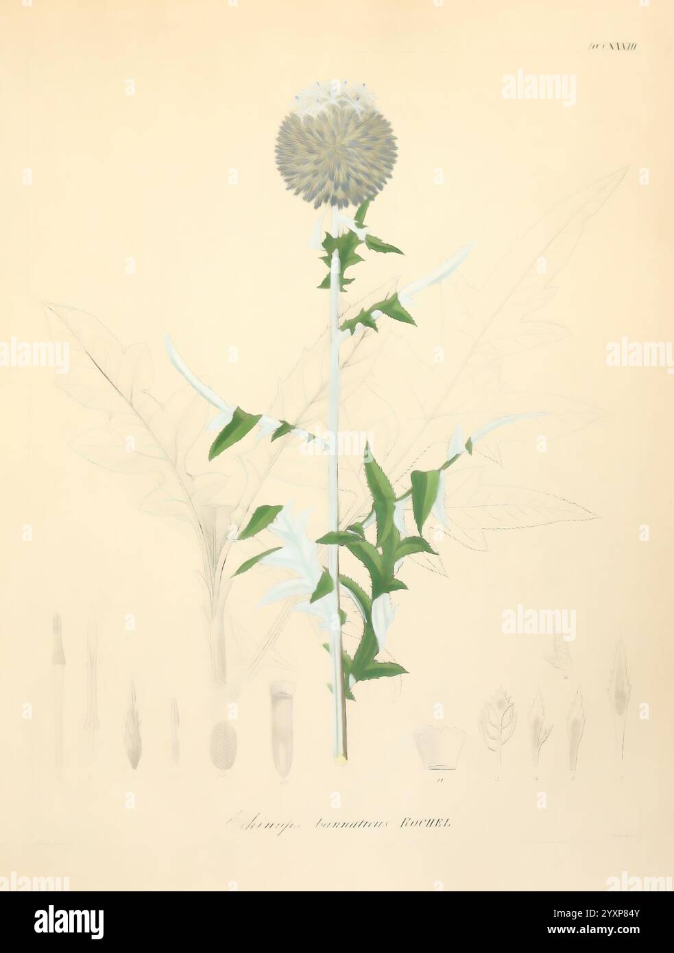 Dandelions unique characteristics hi-res stock photography and images ...