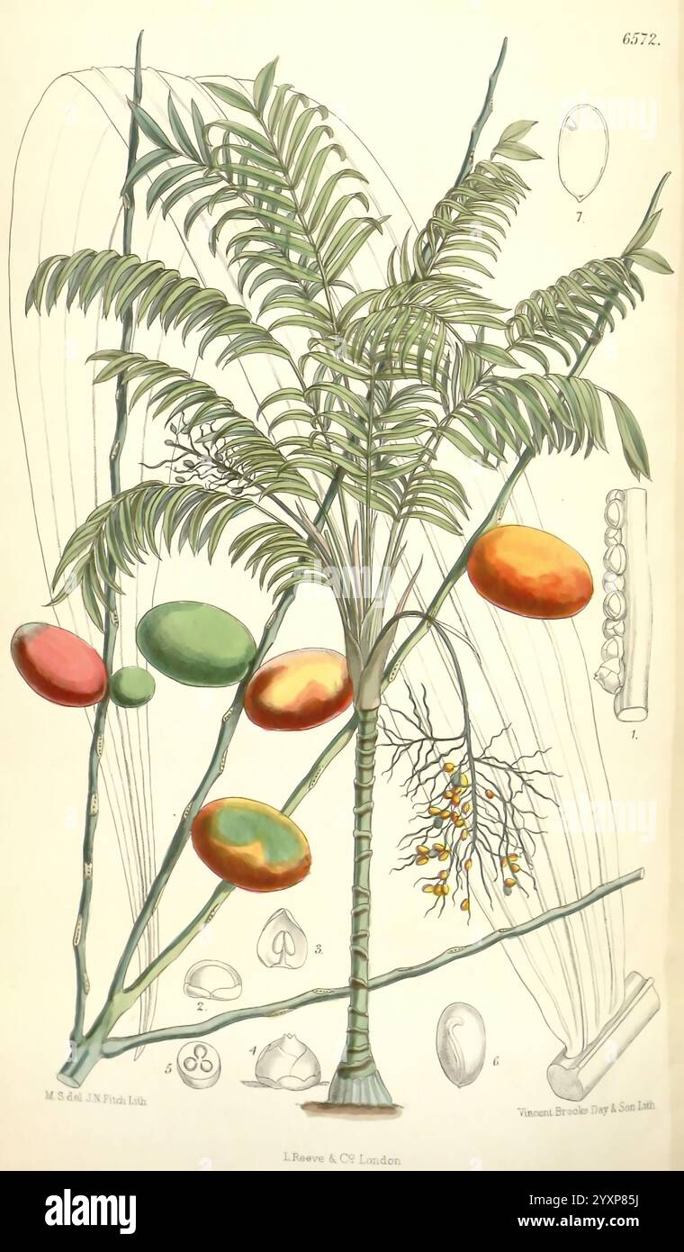 Curtis's Botanical Magazine, London, New York, botanical illustration ...