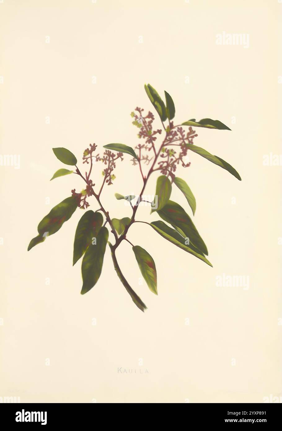 Indigenous flowers of the Hawaiian islands, London, Sampson Low ...