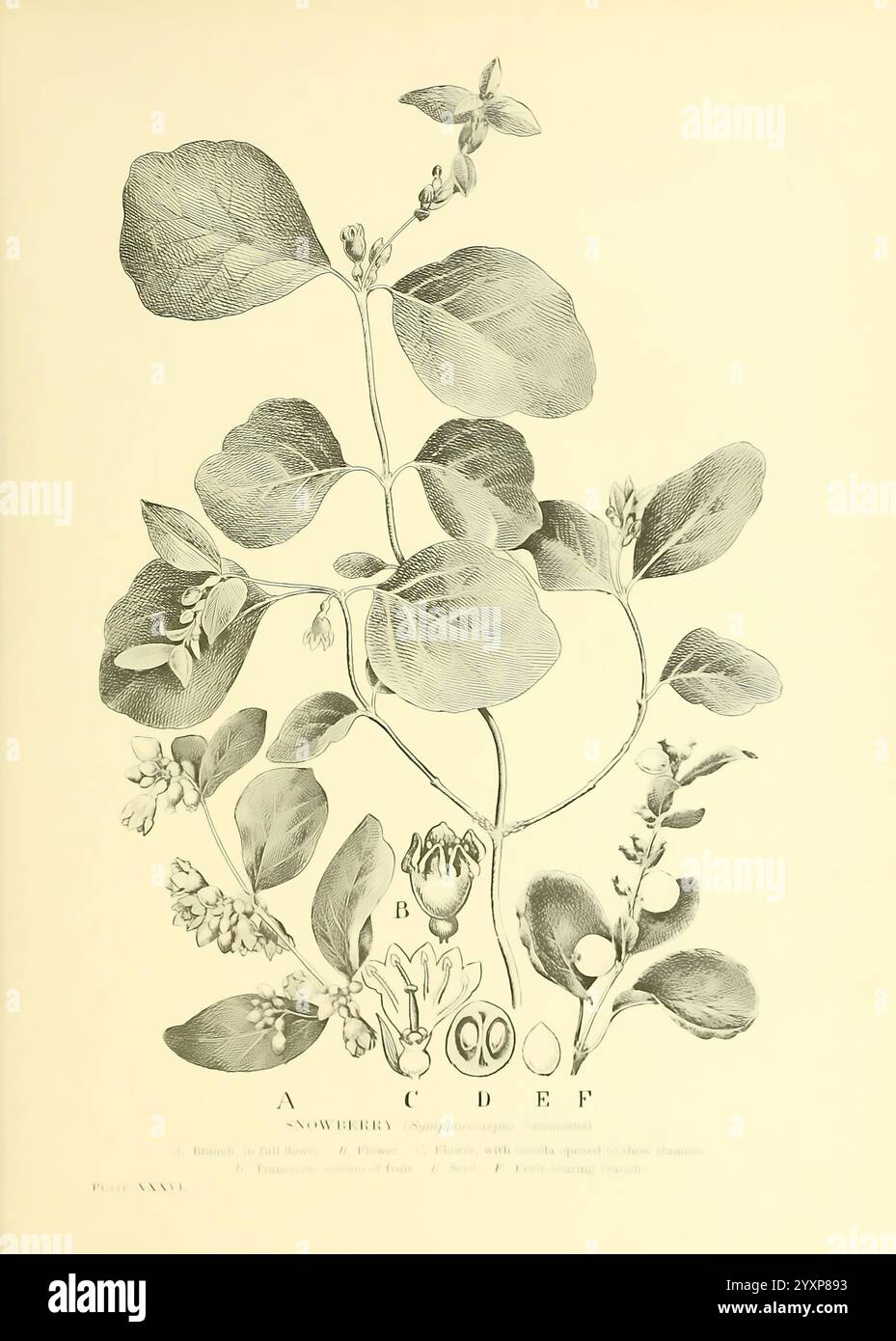 Snowberrys anatomy hi-res stock photography and images - Alamy