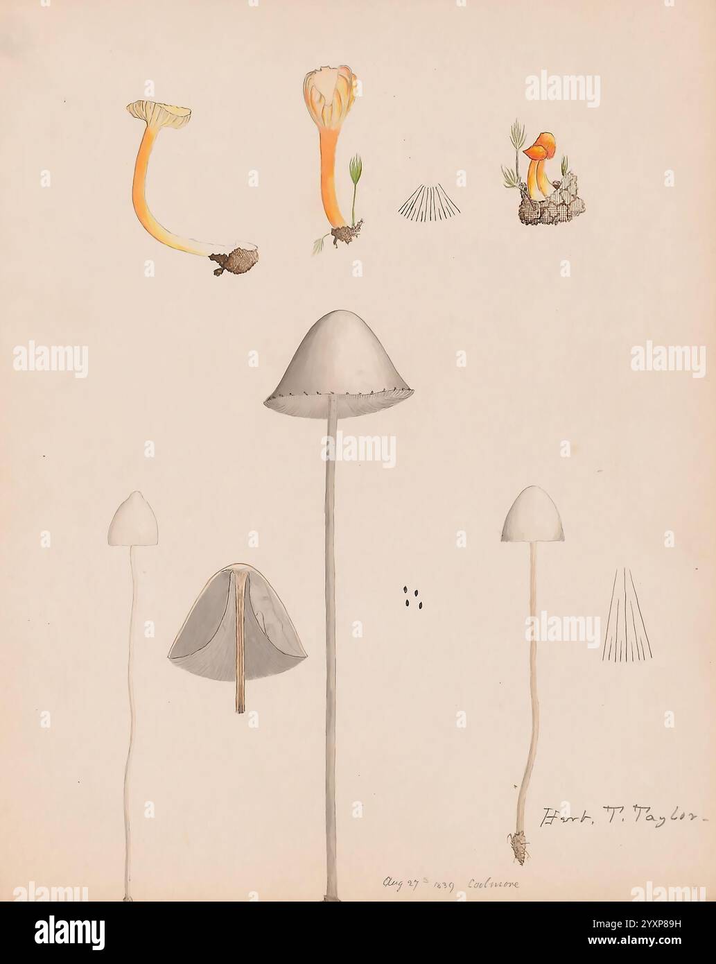 Slender mushrooms exhibits hi-res stock photography and images - Alamy