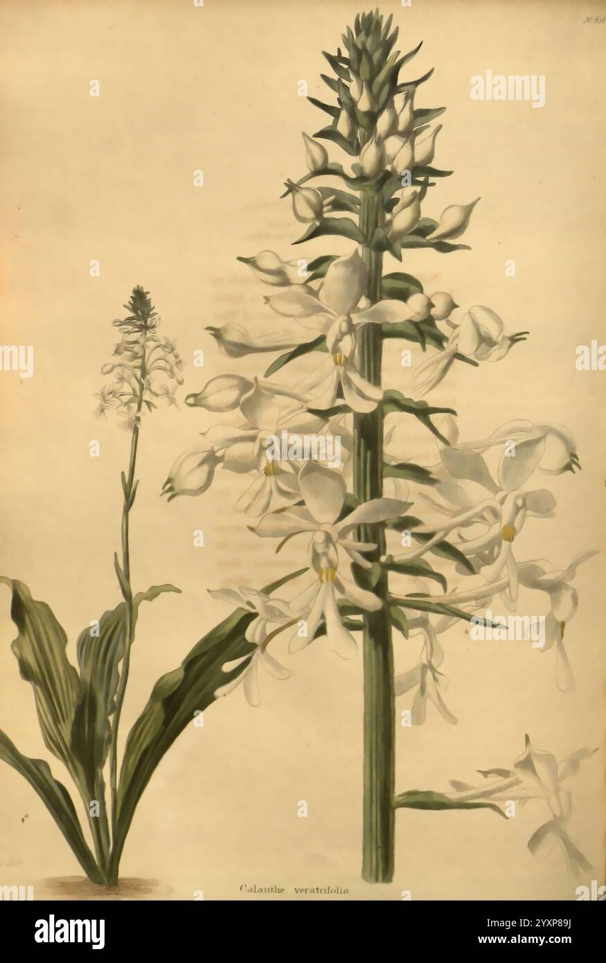 Leafy plant displays large hi-res stock photography and images - Alamy