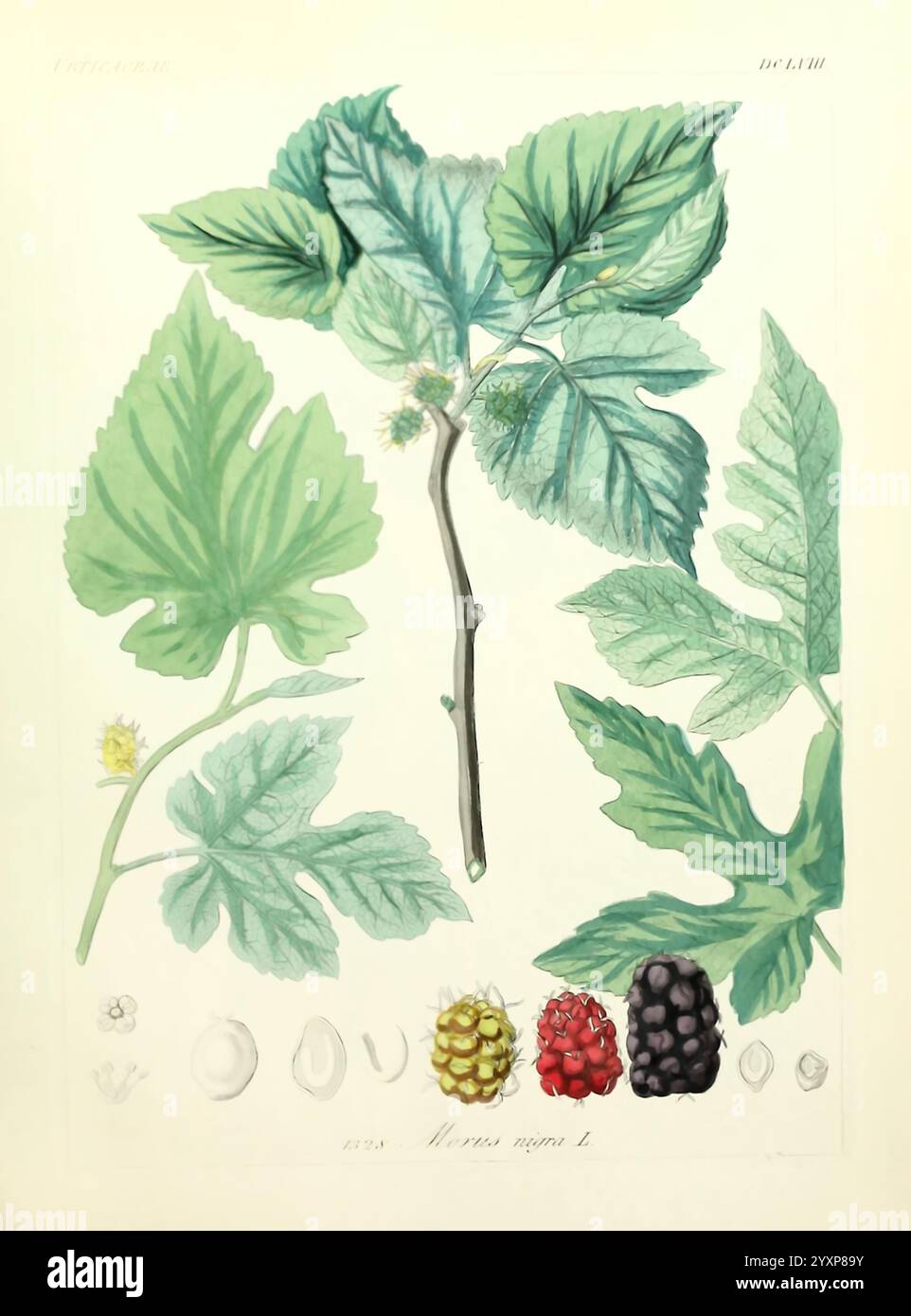 Budding flower formations hi-res stock photography and images - Alamy