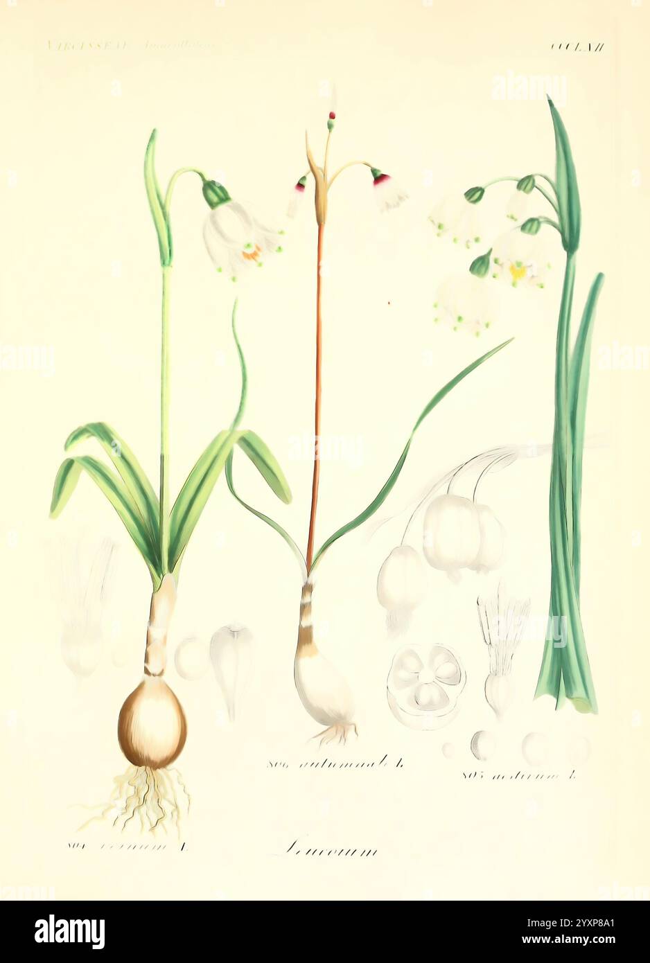 Bulbous root structure transitions hi-res stock photography and images ...