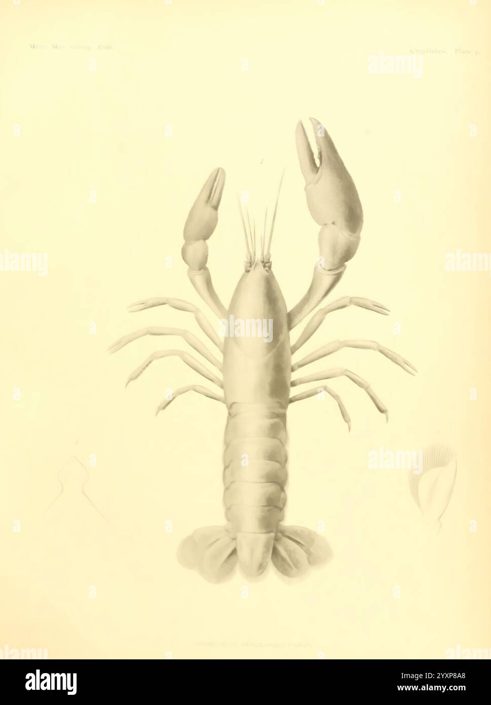 Parastacus araucanius hi-res stock photography and images - Alamy