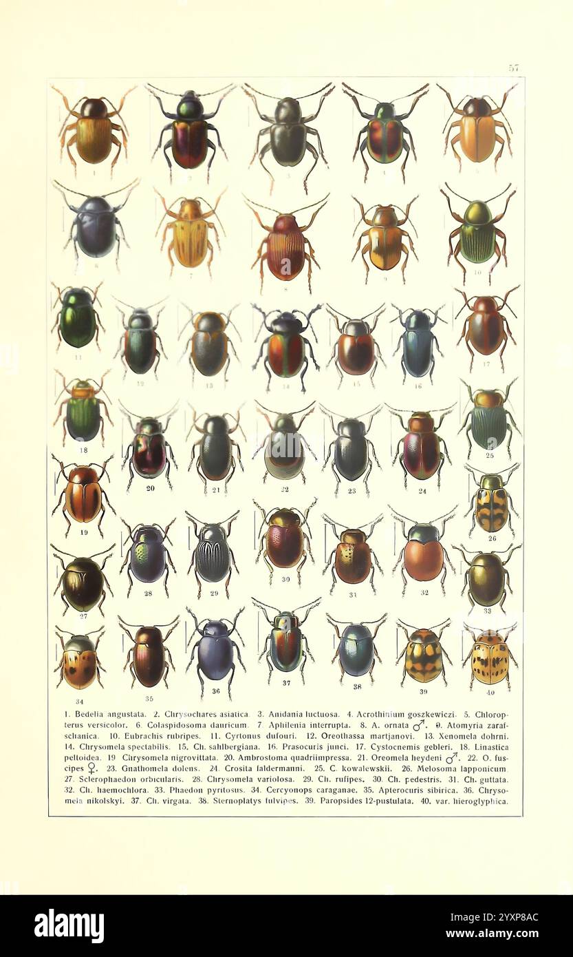 Zhuki Rossii i zapadnoĭ Evropy, S.-Peterburg, Devrien, 1905-1915 ...