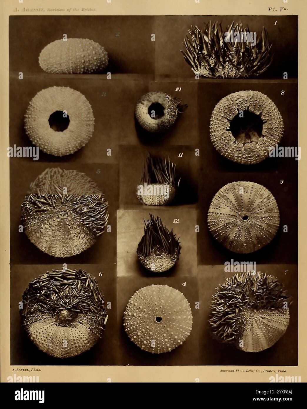 Revision of the Echini Cambridge, Mass, University Press, 1872-1874 ...