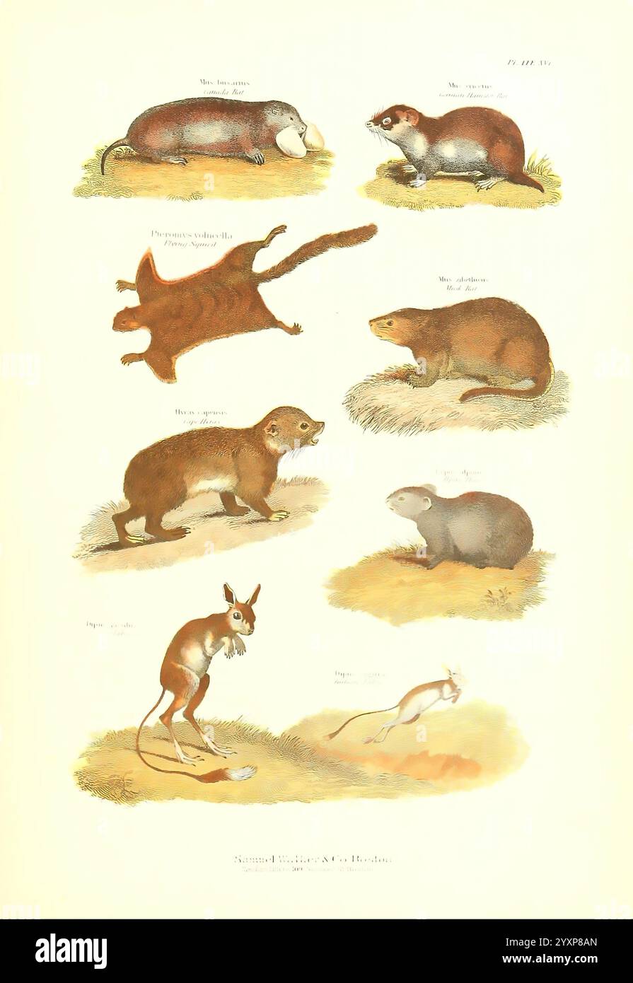 The living world v.1 Boston Samuel Walker & Co. 1868-1870 c1868 ...