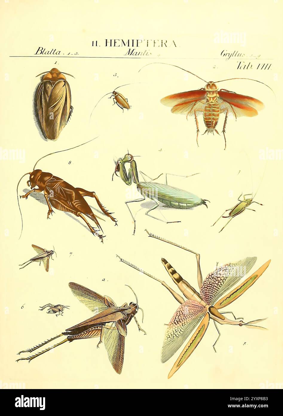 Genera insectorum Linnaei et Fabricii iconibus illustrata, c.1 ...