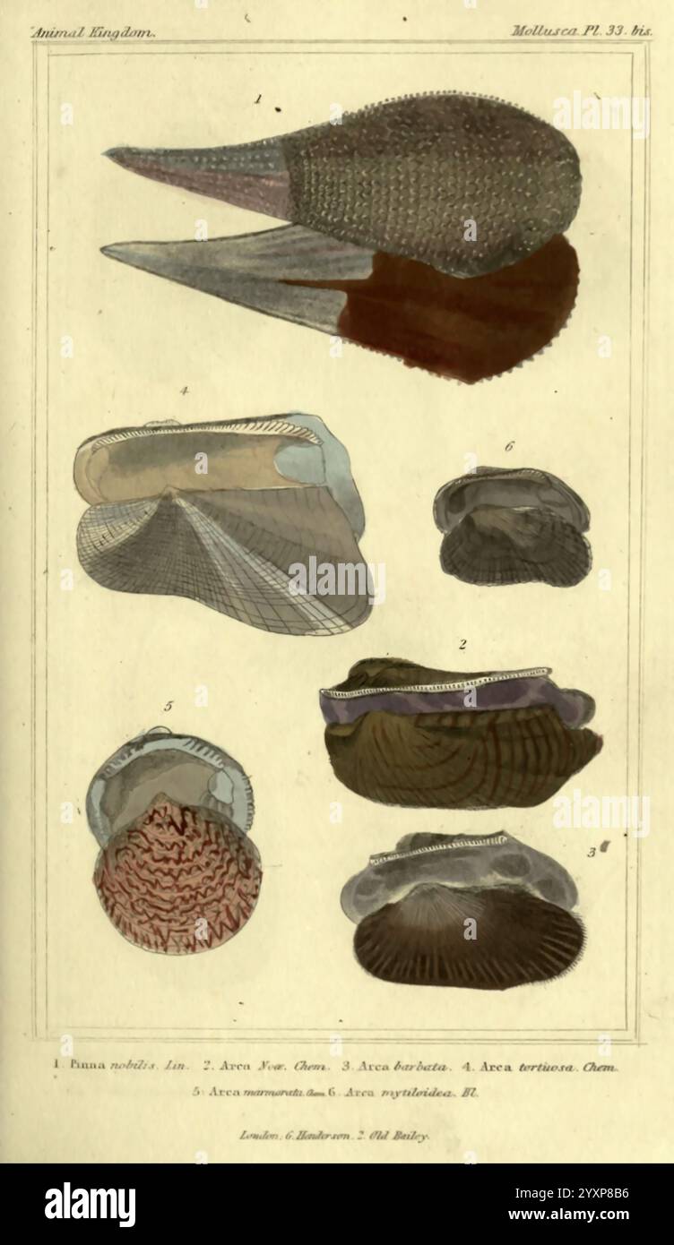 Broader context of mollusk anatomy hi-res stock photography and images - Alamy