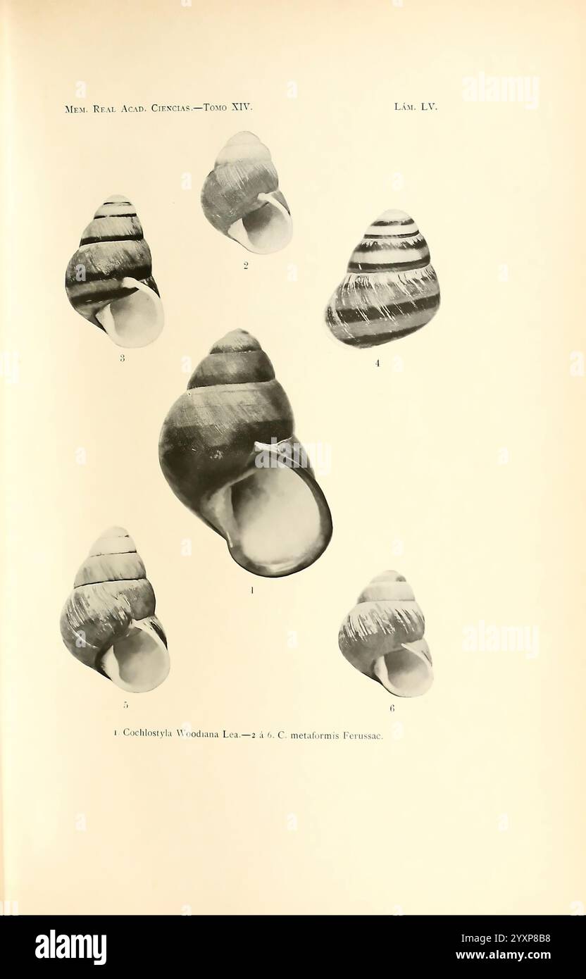 Shell presents unique coloration hi-res stock photography and images ...