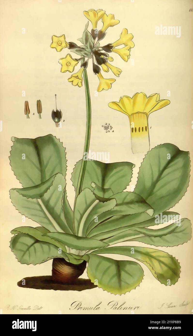 Distinct tubular shape hi-res stock photography and images - Alamy