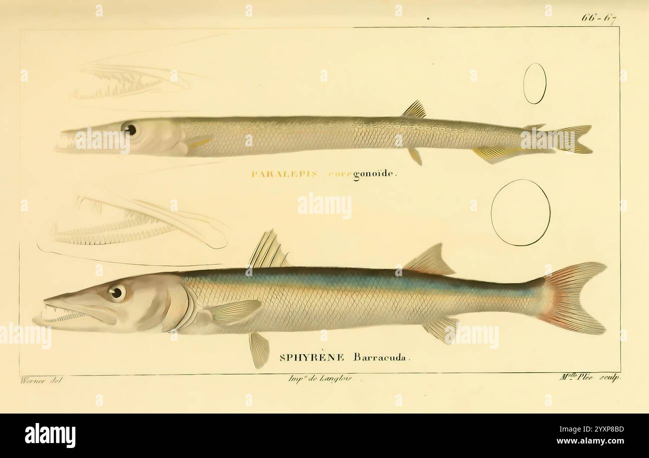 Histoire naturelle des poissons, Paris, Chez F. G. Levrault, 1828-1849 ...