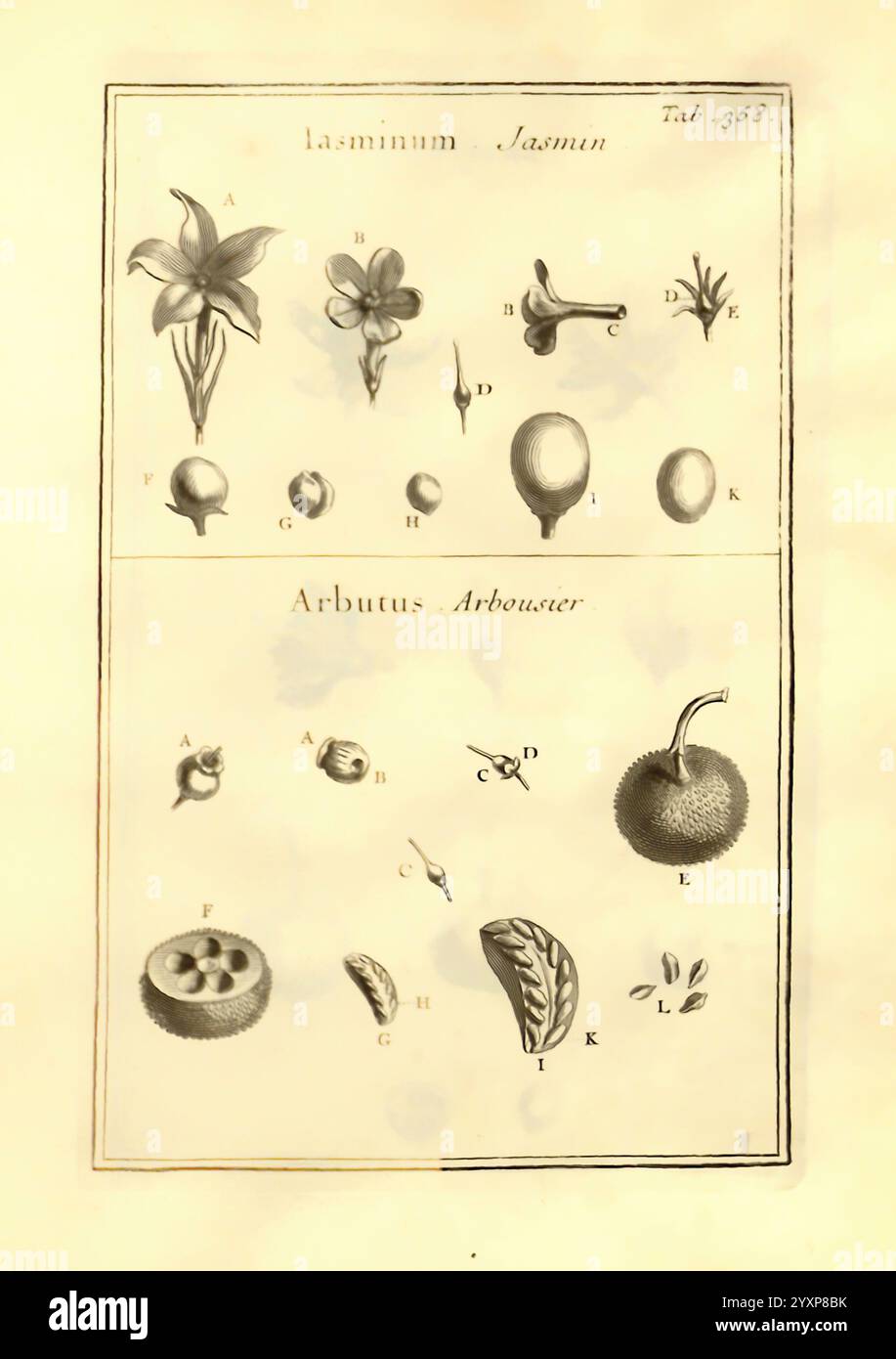 Pre linnean plant knowledge hi-res stock photography and images - Alamy