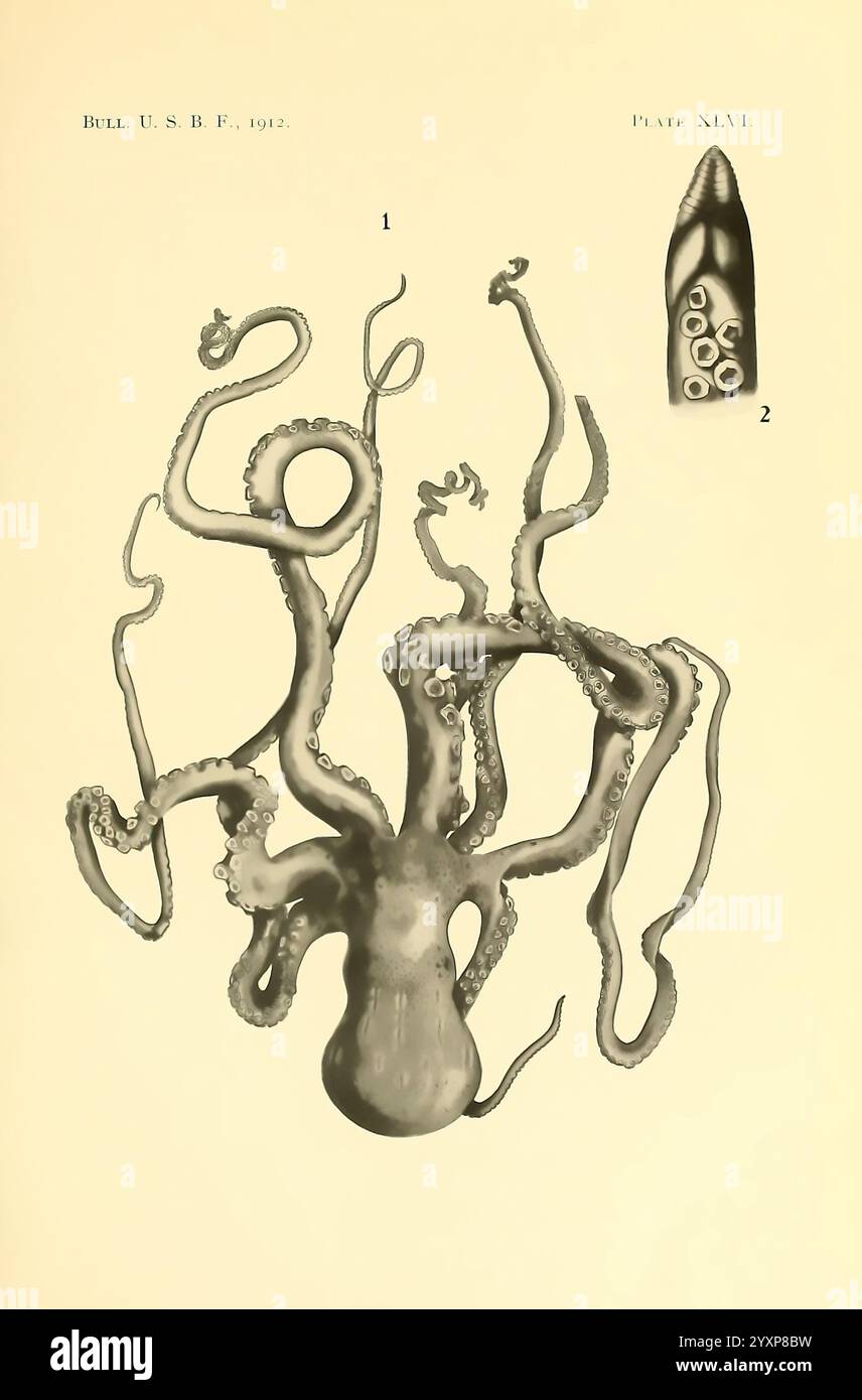 The Cephalopoda of the Hawaiian Islands Washington, Govt. Print, 1914 ...