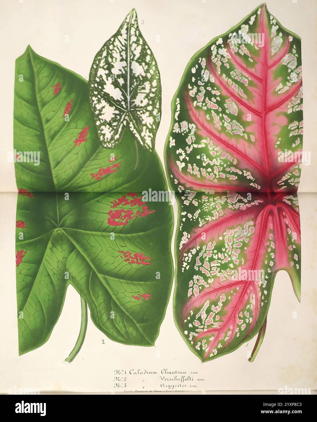 Leaf displays unique patterns hi-res stock photography and images - Alamy