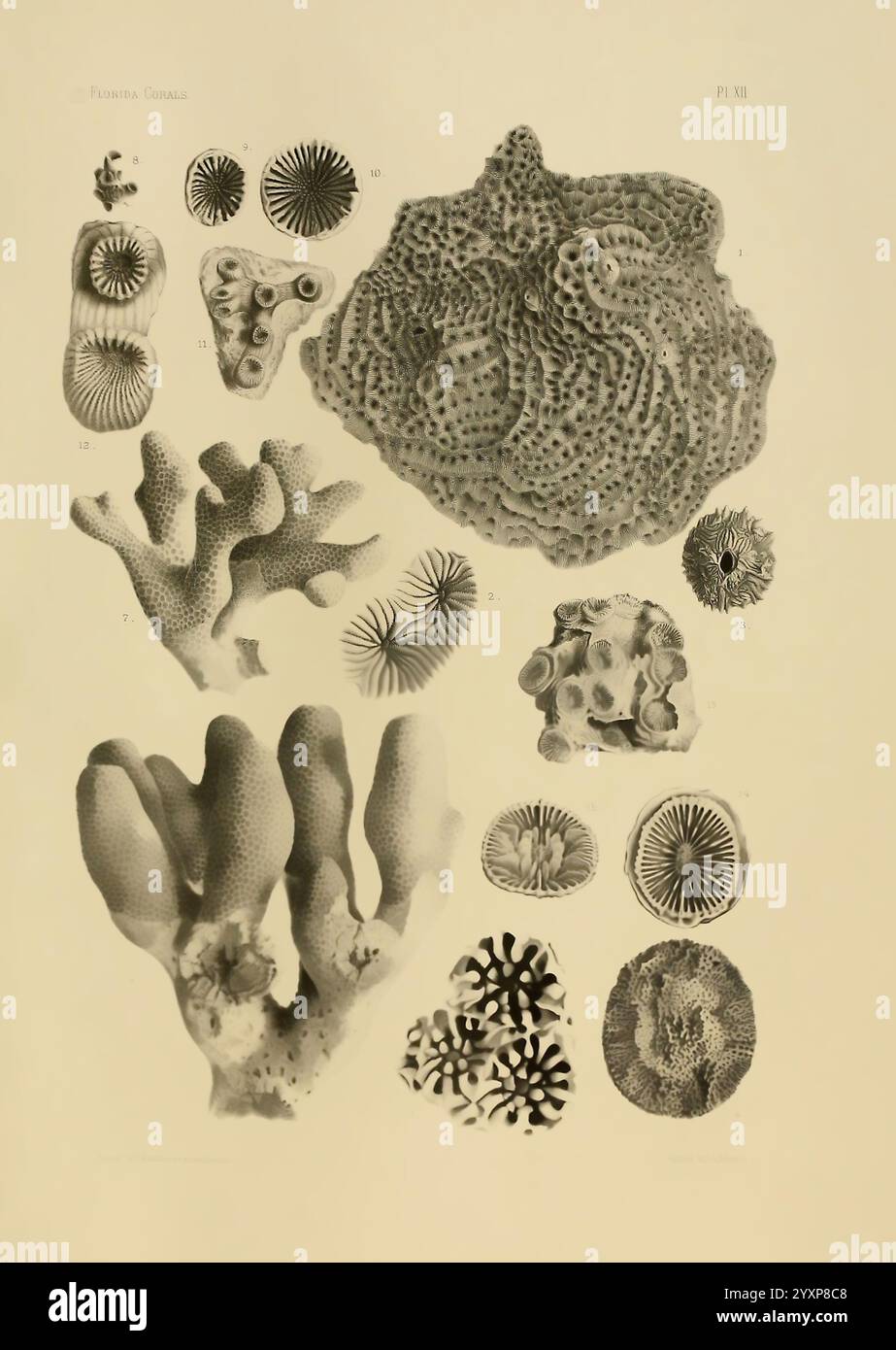 Variety of coralline structures hi-res stock photography and images - Alamy