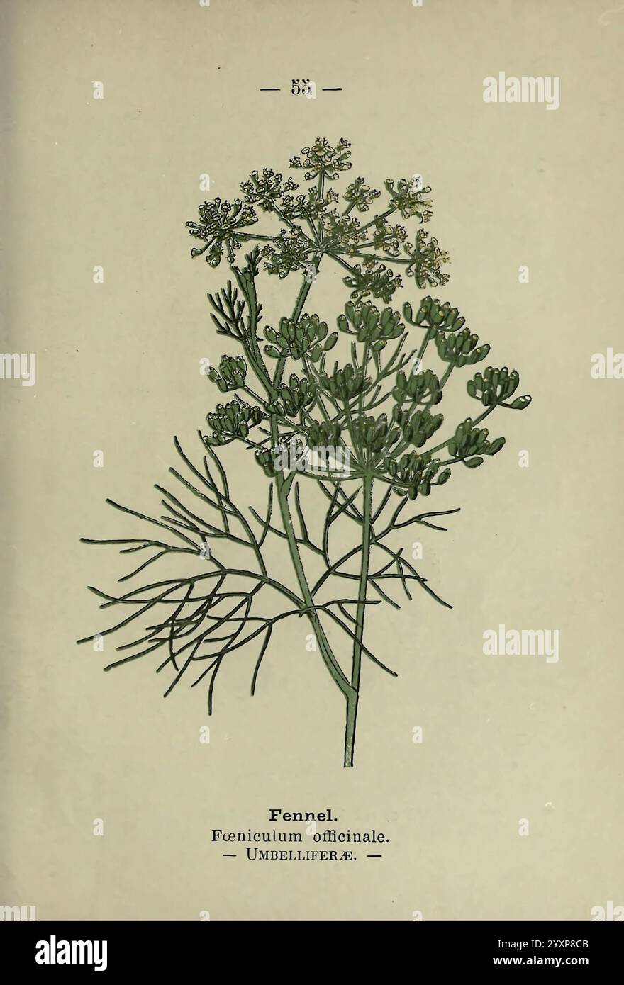 Botanical contexts hi-res stock photography and images - Alamy