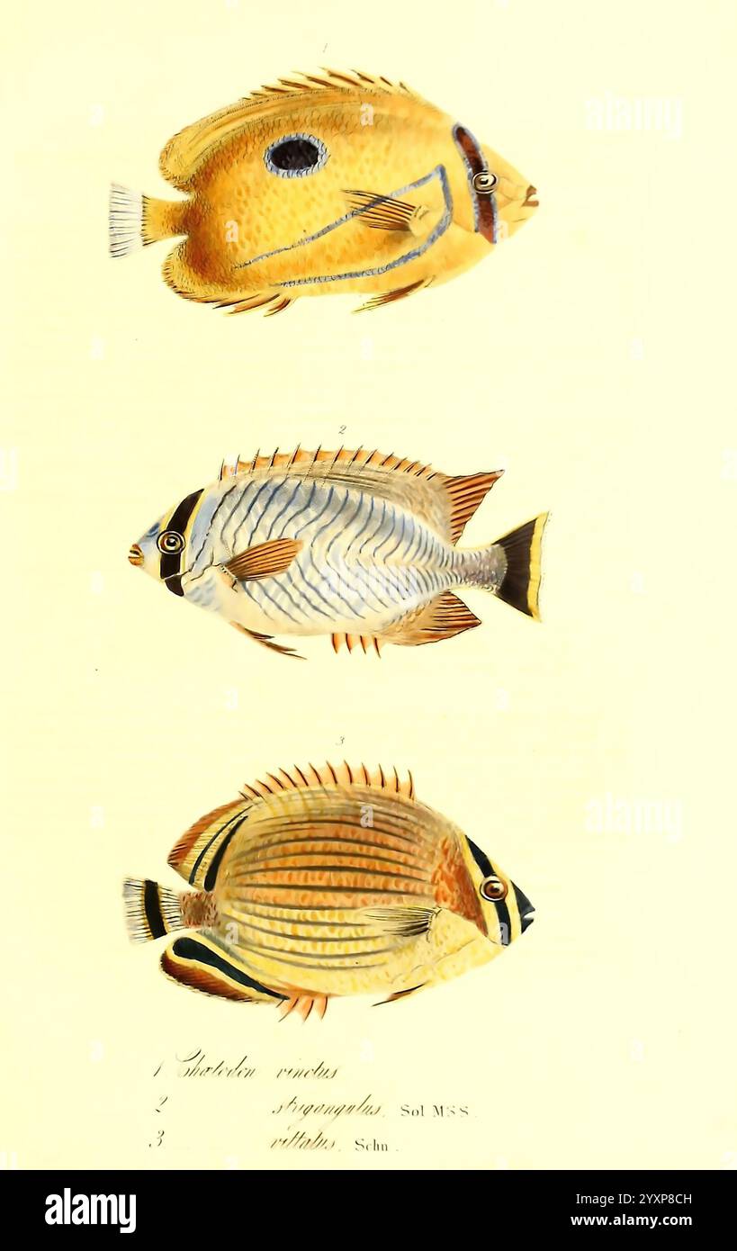 Detailed fin structures hi-res stock photography and images - Alamy