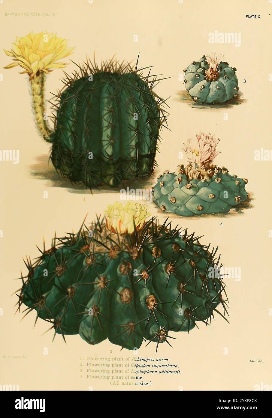 Coryphantha spp hi-res stock photography and images - Alamy