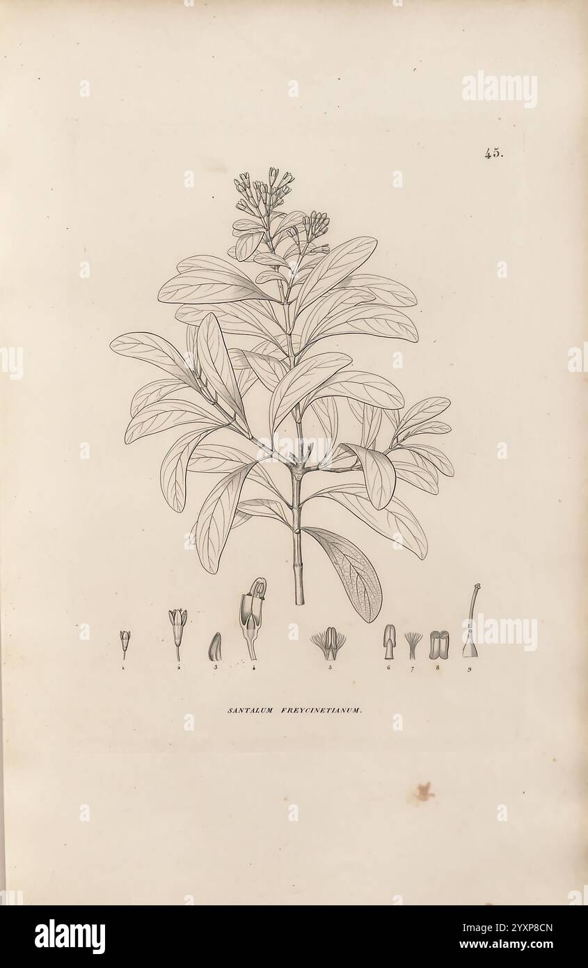 Several detailed botanical drawings hi-res stock photography and images ...