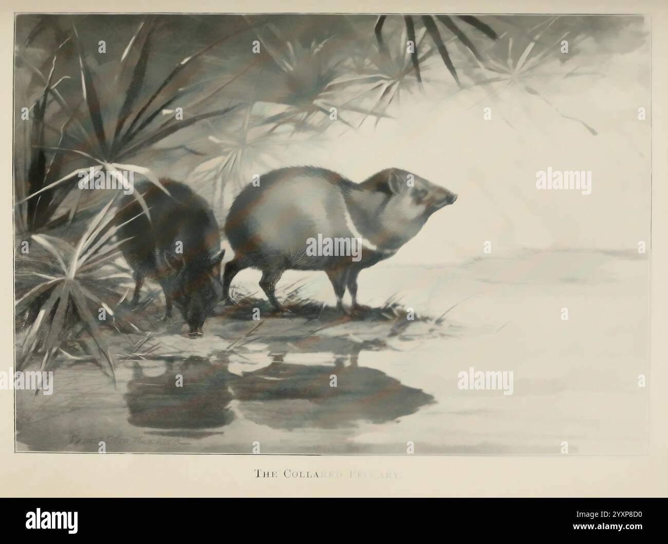 Four-footed Americans and their kin, New York, Macmillan, 1898, t.p ...