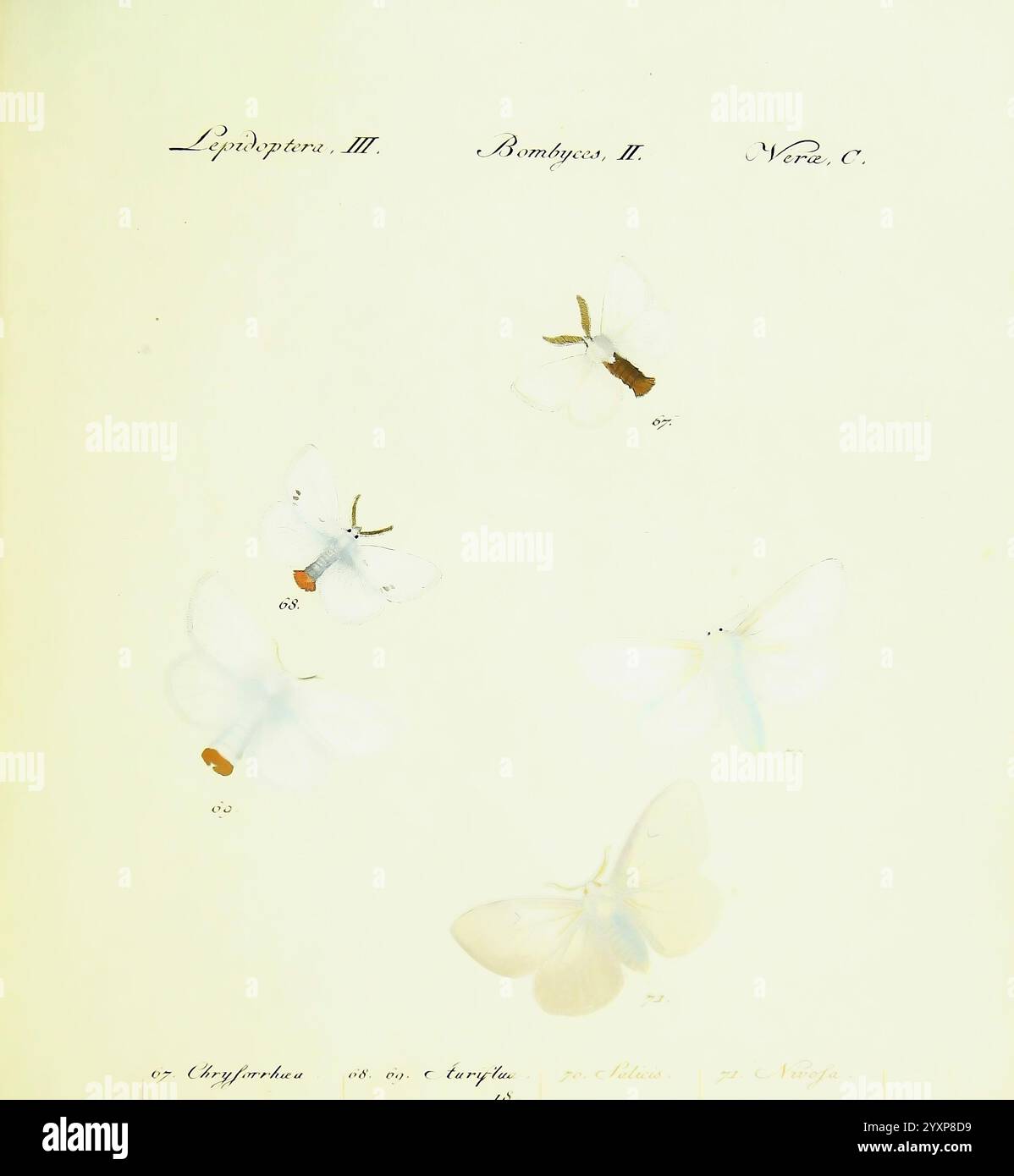 Composition features five beautifully illustrated butterflies hi-res ...