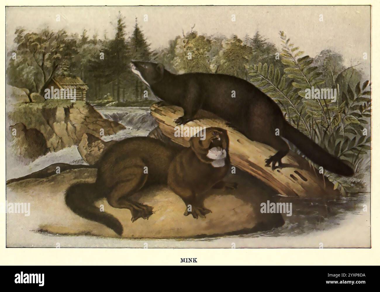 Mink duo hi-res stock photography and images - Alamy