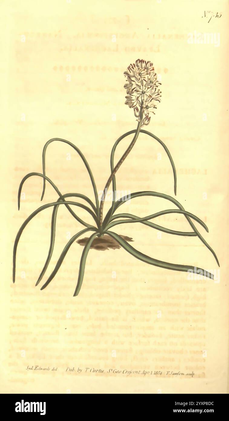 Curtis's Botanical Magazine, London, New York, botany, periodicals ...