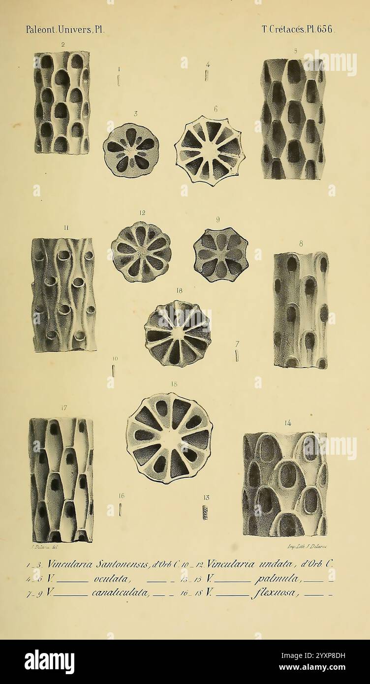 Displaying distinct morphological characteristics hi-res stock ...