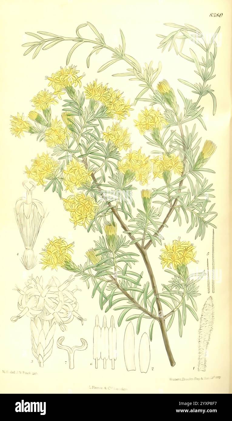 Curtis's Botanical Magazine London New York Botanical Illustration ...