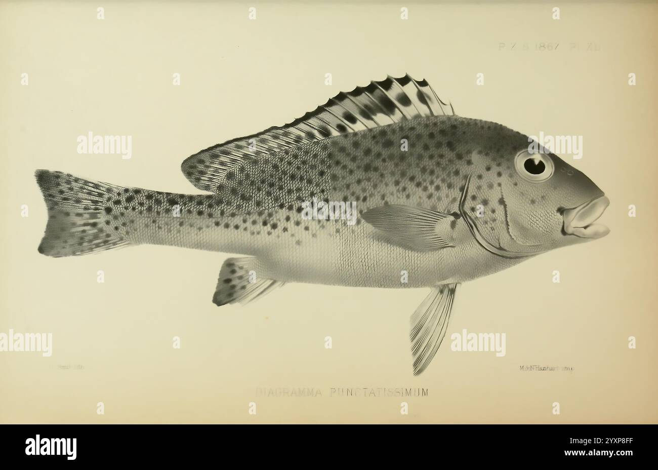 Fishs vibrant characteristics hi-res stock photography and images - Alamy