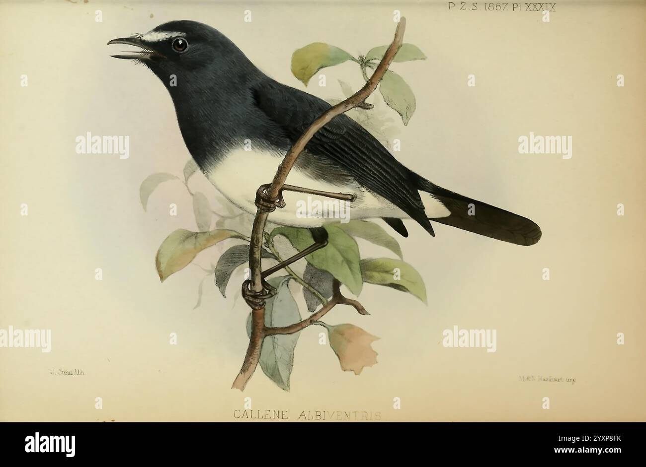 Transitioning elegantly hi-res stock photography and images - Alamy