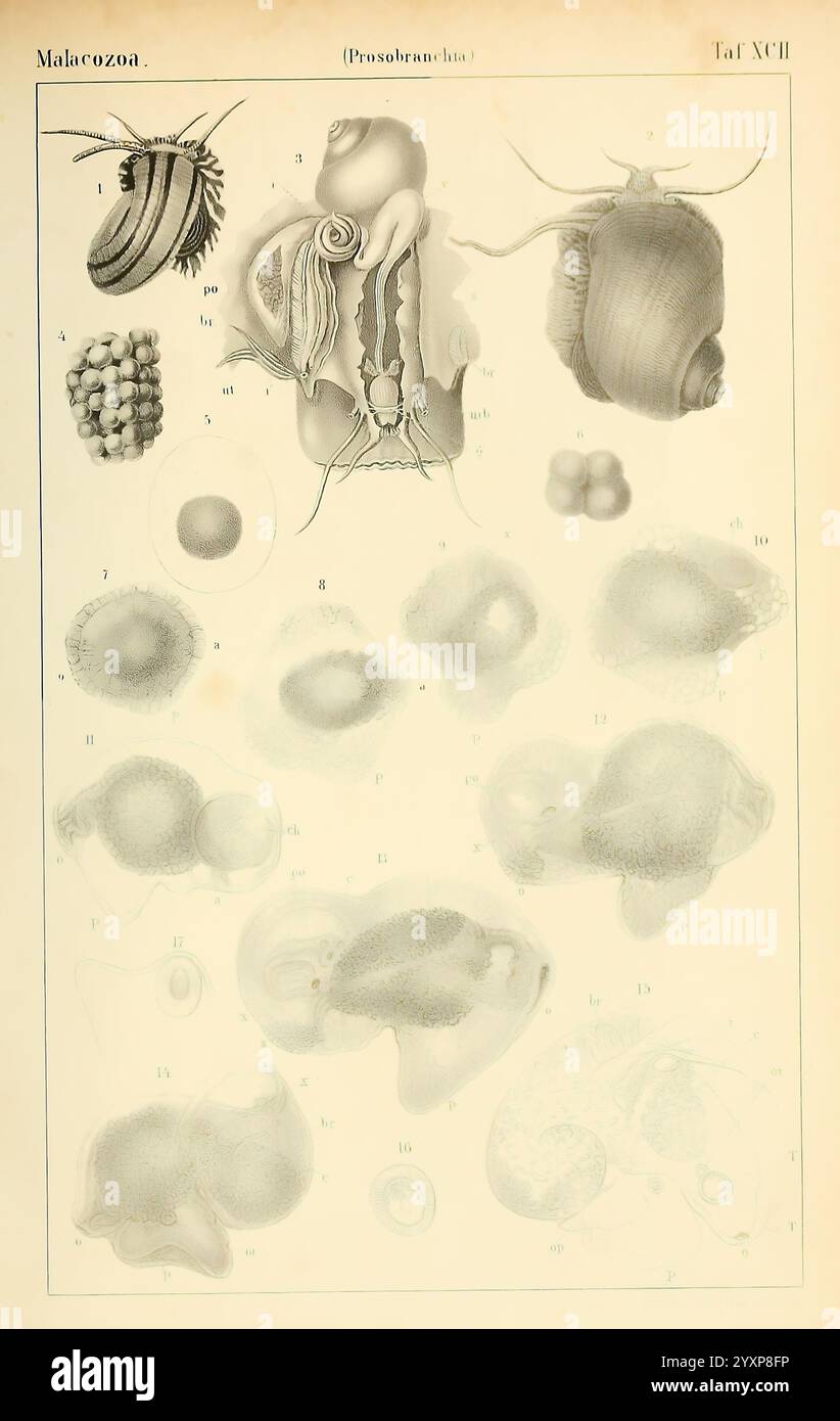Dr. H.G. Bronn's Klassen und Ordnungen der Weichthiere (Malacozoa ...
