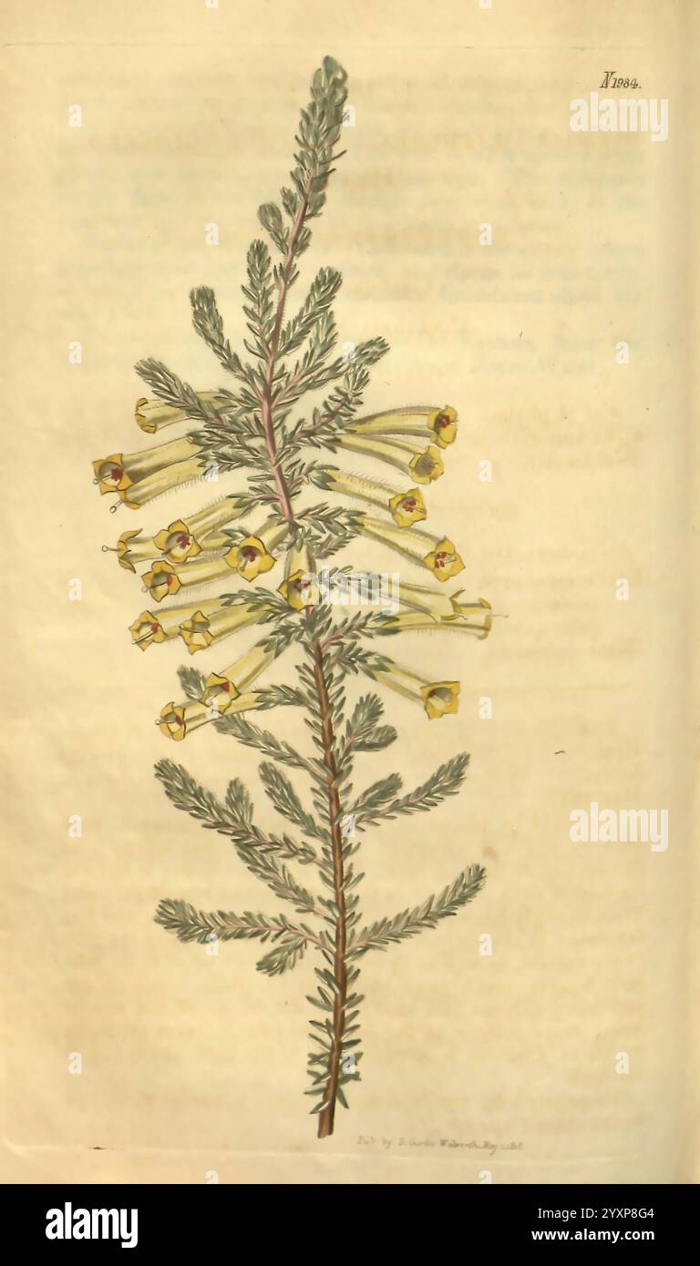 Curtis's Botanical Magazine London New York etc. botanical illustration ...