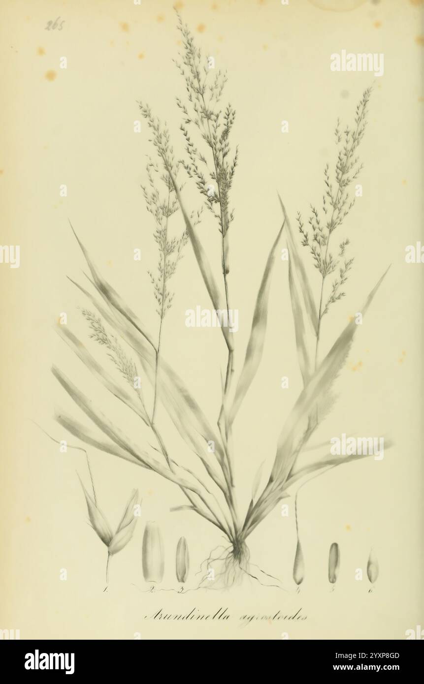 Lance shaped leaves extend hi-res stock photography and images - Alamy