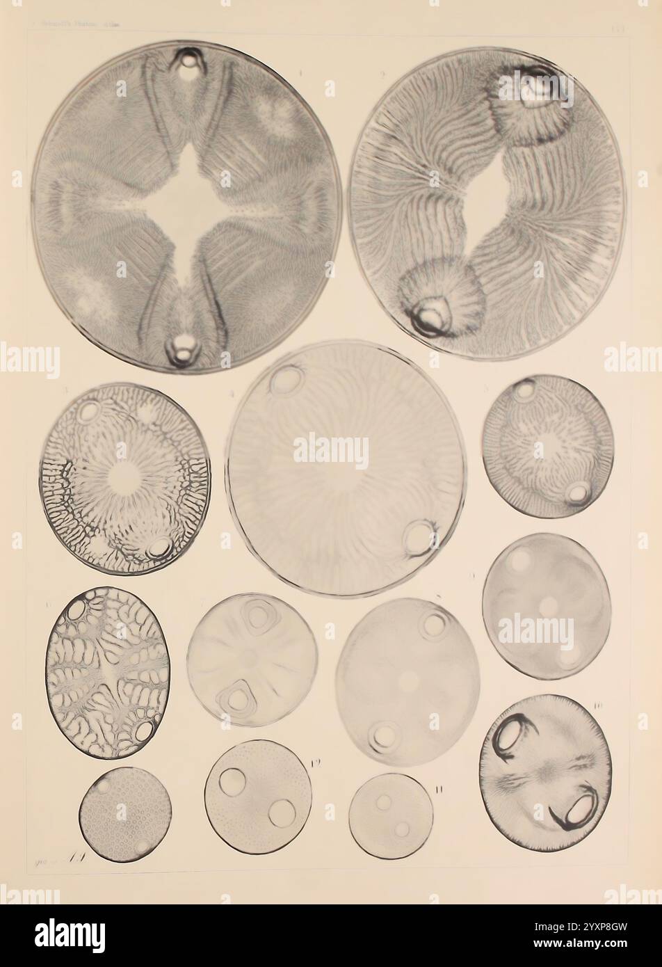 Intricately detailed circular forms hi-res stock photography and images ...