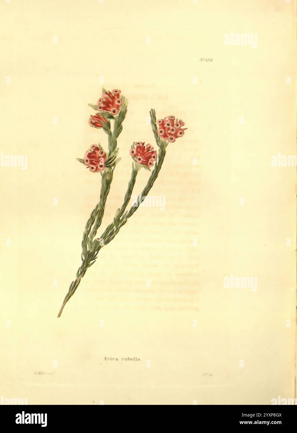 The botanical cabinet London John Arthur Arch 1817-1833.jpg, An ...