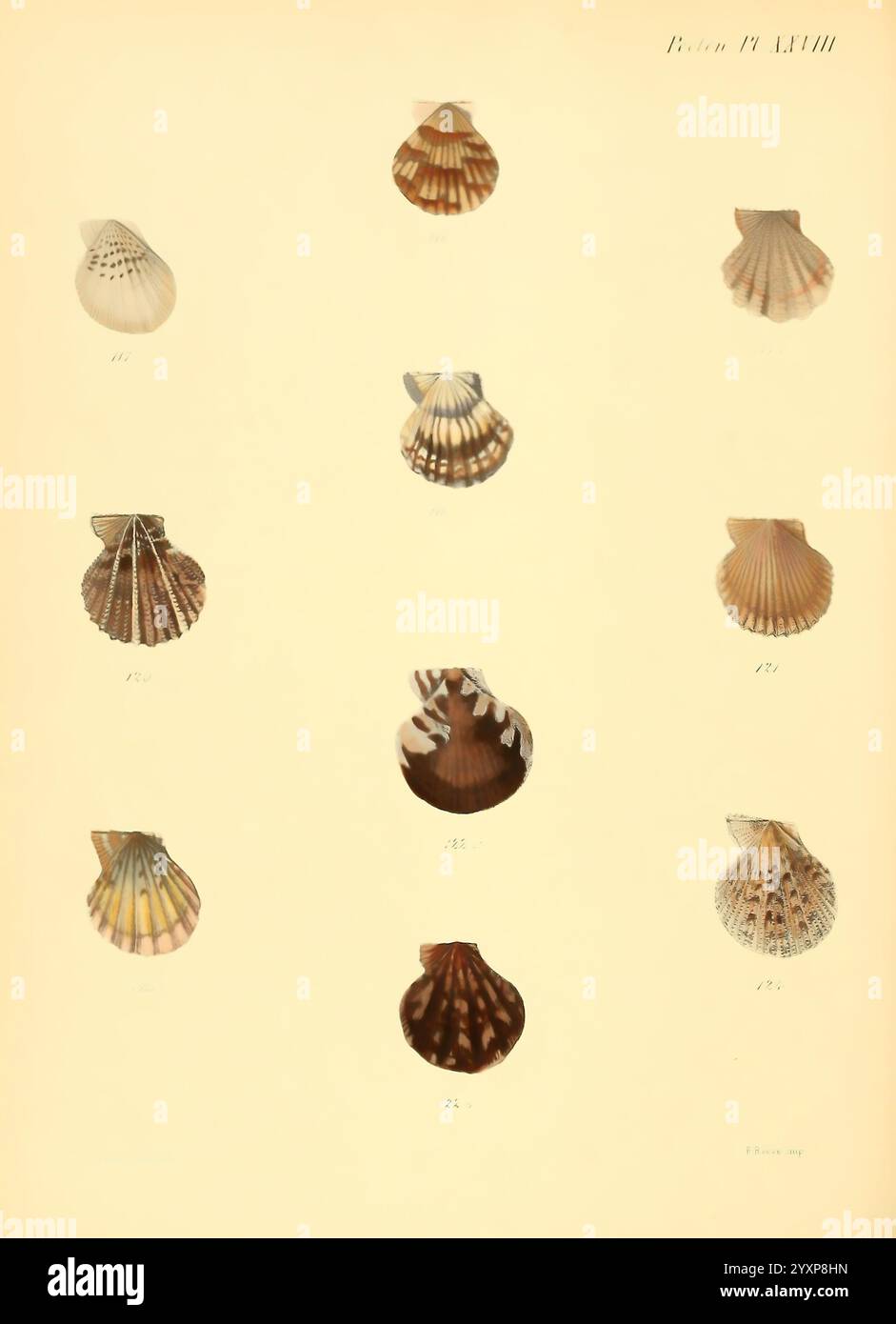 Conchologia iconica, or Illustrations of the shells of molluscous ...