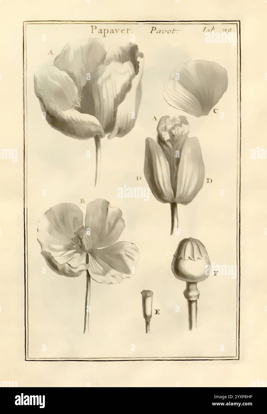 Botany prelinneanworks hi-res stock photography and images - Alamy