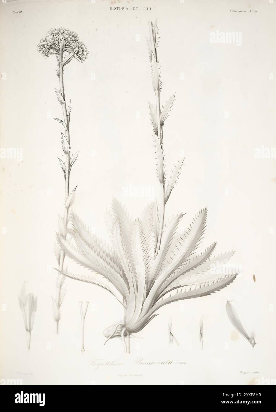 Historia fisica y politica de Chile segun documentos adquiridos en esta ...