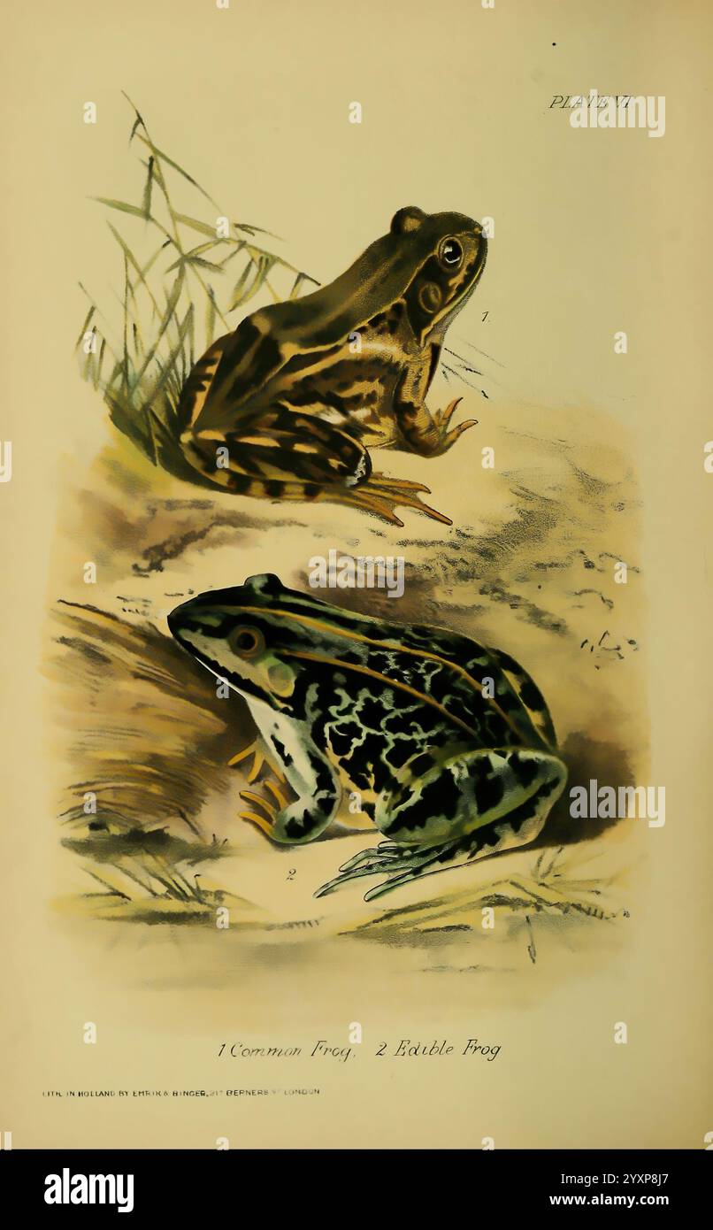 Well defined markings hi-res stock photography and images - Alamy