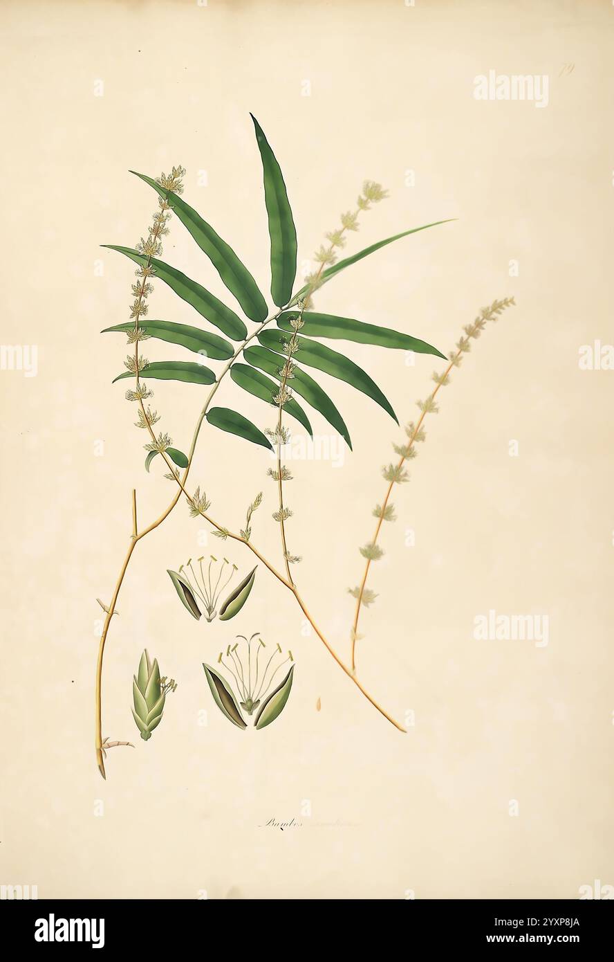 Plant amophila sandwicensis hi-res stock photography and images - Alamy