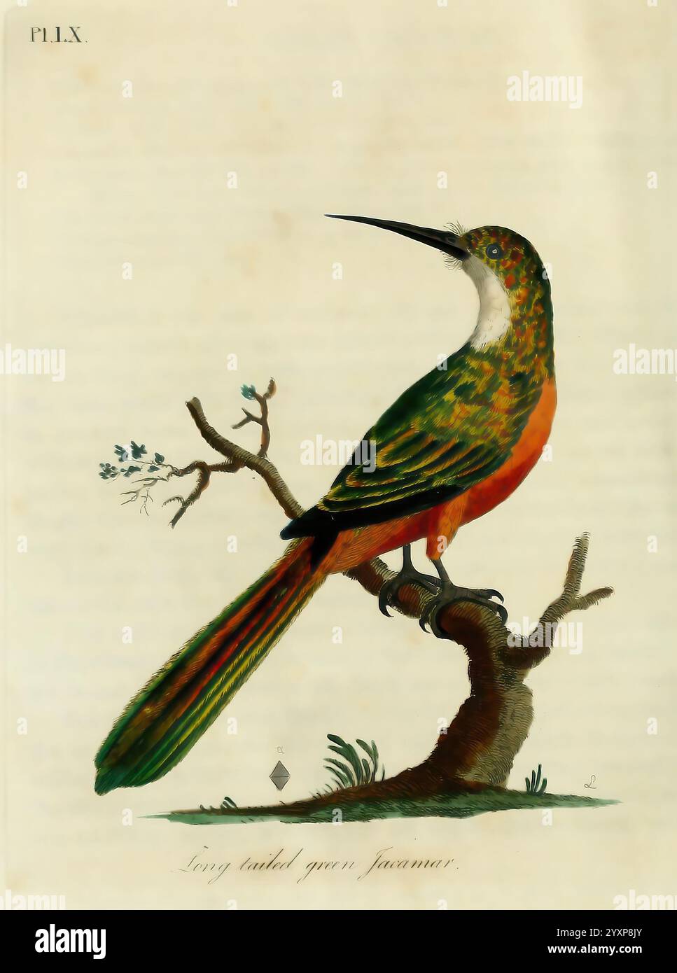 A general history of birds, Winchester England, Printed by Jacob and ...