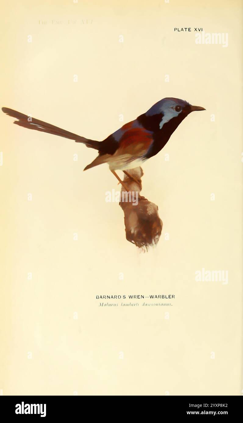 The Emu Melbourne Royal Australasian Ornithologists Union 1901 ...