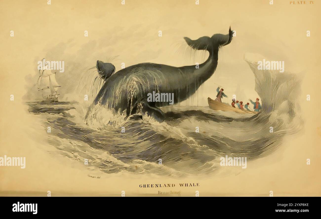 Cetacea balaena mysticetus taxonomy common bowhead whale hi-res stock ...