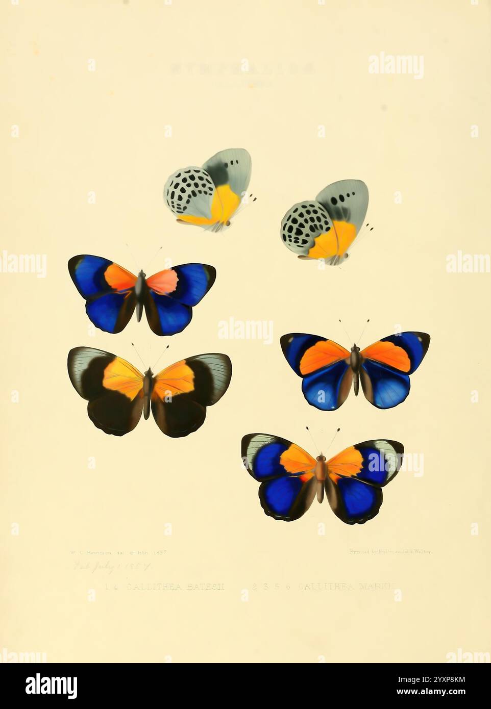 Top row features two butterflies hi-res stock photography and images ...