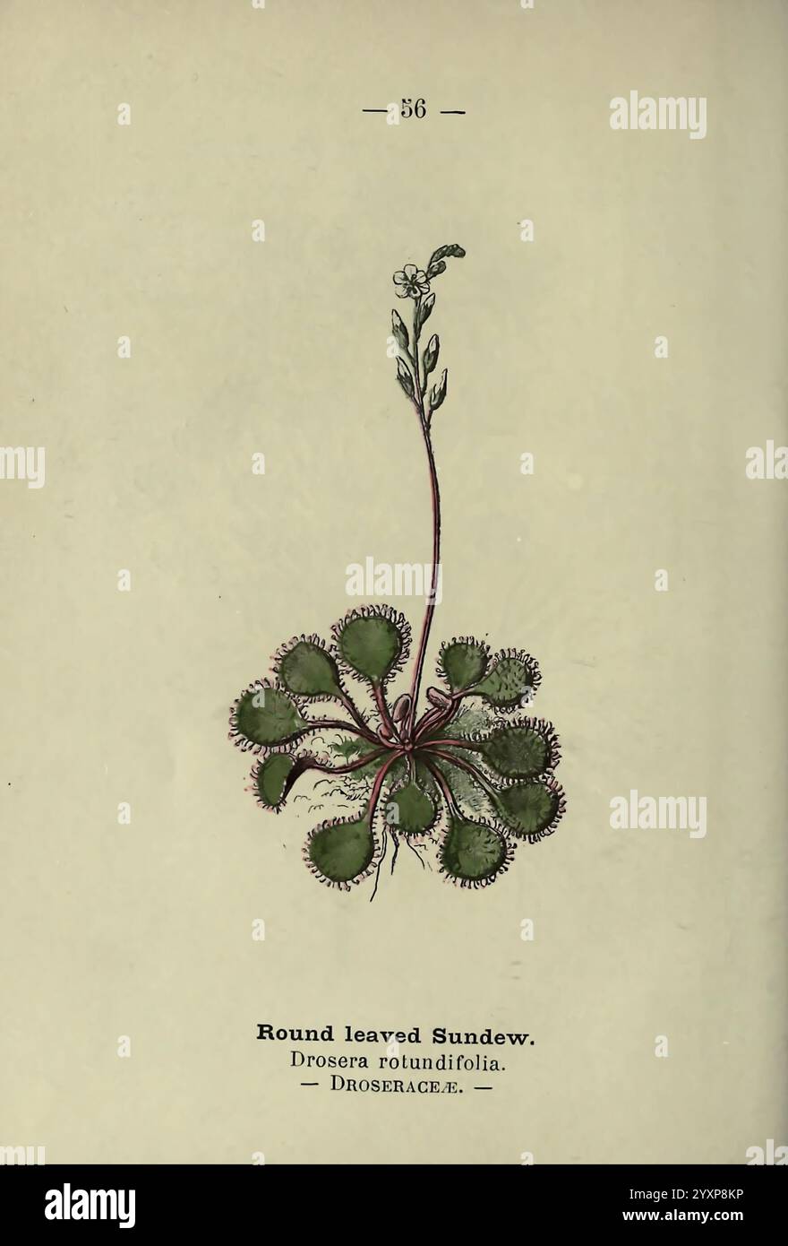 Wayside and woodland blossoms London F. Warne 1895 Great Britain ...