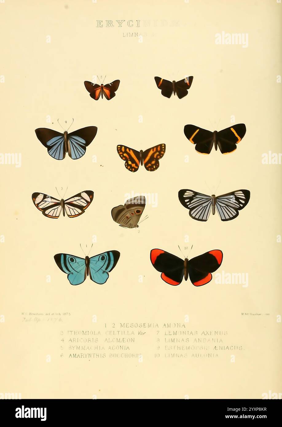 Illustrations of new species of exotic butterflies London, John Van ...